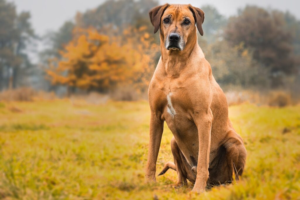 Rhodesian Ridgeback - Steckbrief, Charakter, Wesen und Haltung