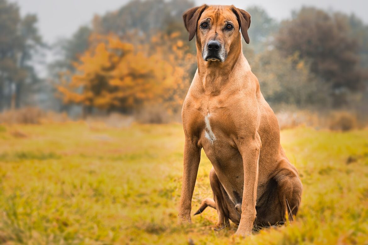 Rhodesian Ridgeback - Steckbrief, Charakter, Wesen und Haltung