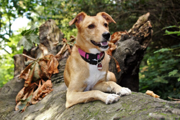 Gassi gehen: Auslauf, Pflichten & Erziehung | edogs Magazin