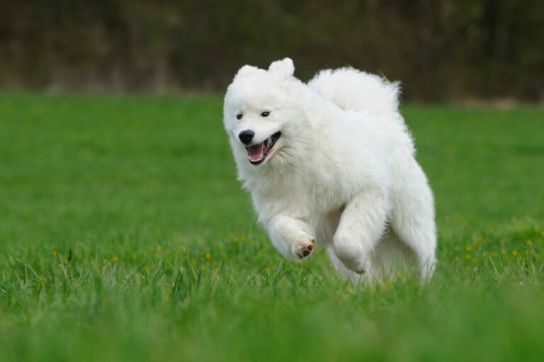 Samojede - Steckbrief, Charakter, Wesen und Haltung