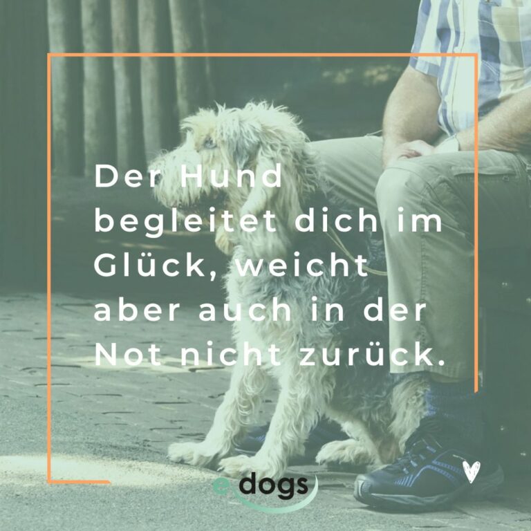 Die 80 schönsten Hundesprüche mit Bildern | edogs.de Magazin