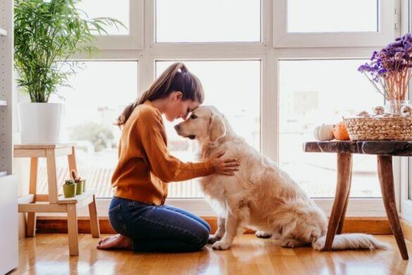 Anatomie beim Hund – von Kopf bis Rute I edogs Magazin
