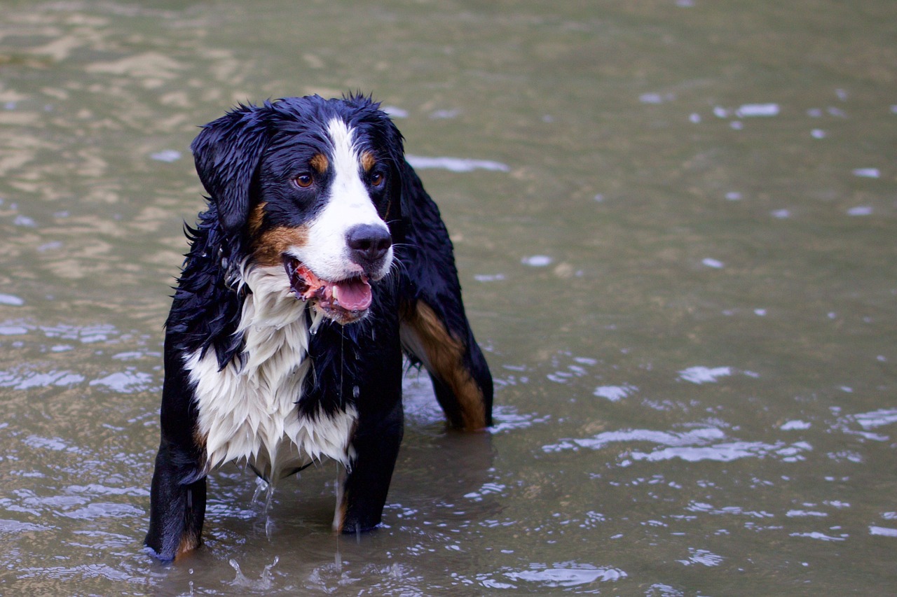 Appenzeller Sennenhund - Steckbrief, Charakter, Wesen und Haltung