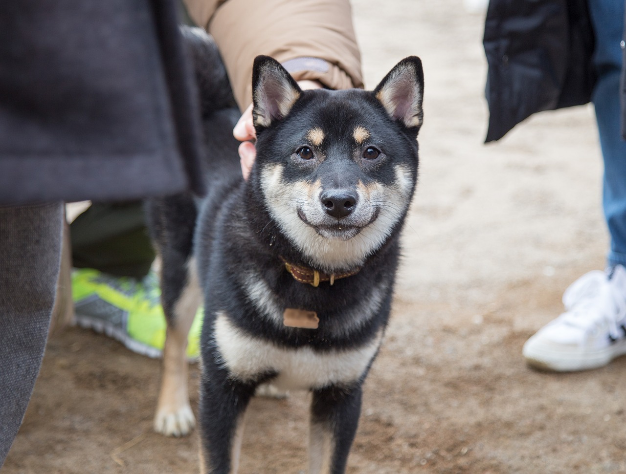 Shiba Inu - Steckbrief, Charakter, Wesen und Haltung