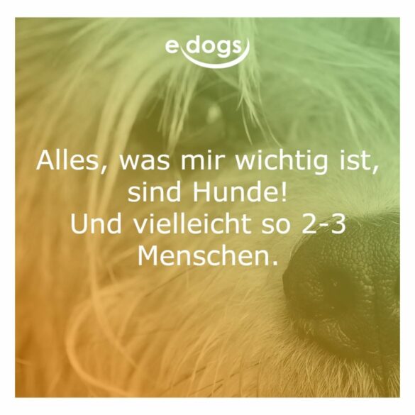 50+ Beste Hundesprüche & Weisheiten | edogs.de Magazin