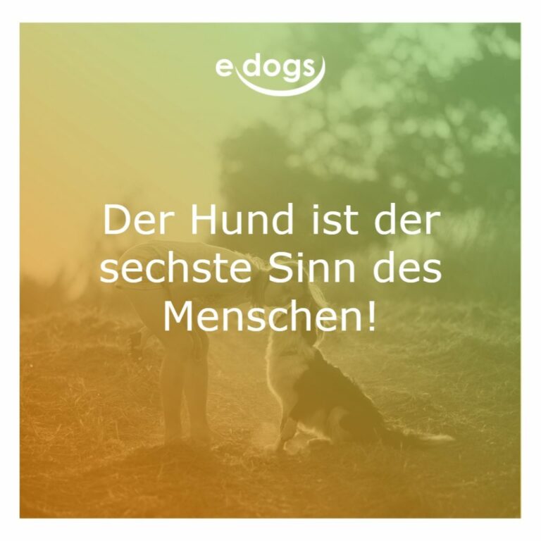 50+ Beste Hundesprüche & Weisheiten | edogs.de Magazin