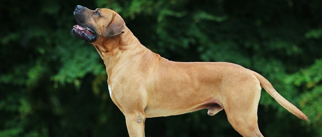 Tosa Inu - Steckbrief, Charakter, Wesen und Haltung