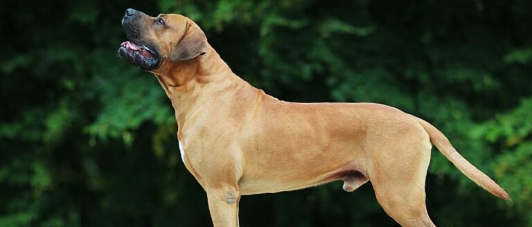 Tosa Inu - Steckbrief, Charakter, Wesen und Haltung