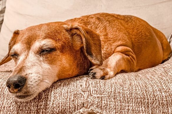Anatomie beim Hund – von Kopf bis Rute I edogs Magazin