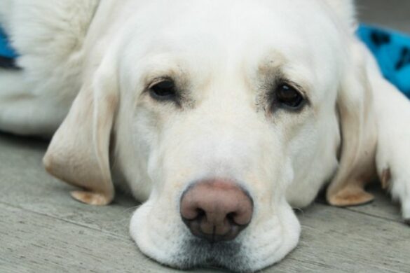 Haarlinge beim Hund- Was es zu beachten gibt | edogs Magazin