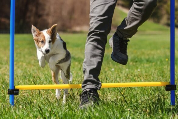 Blindenhunde: Ausbildung, Kosten und geeigneten Rassen