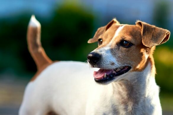 Anatomie beim Hund – von Kopf bis Rute I edogs Magazin