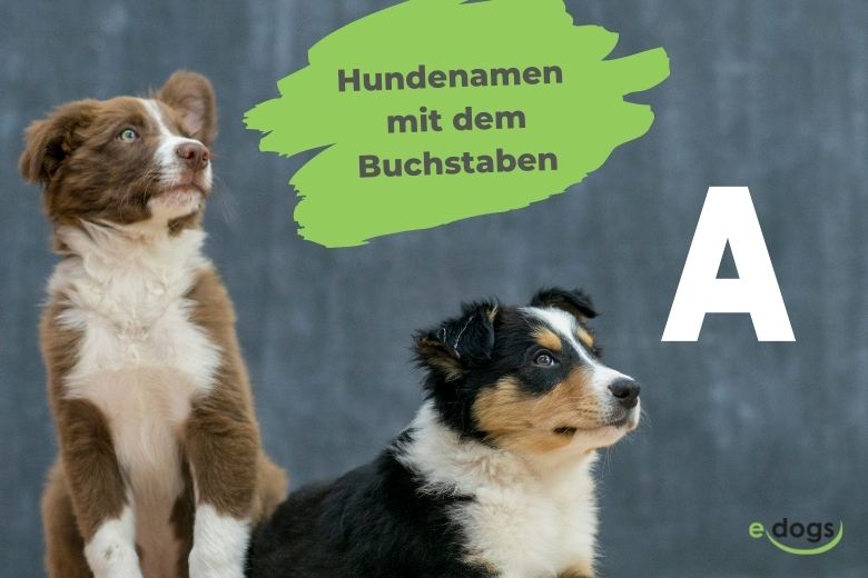 Hundenamen Mit A