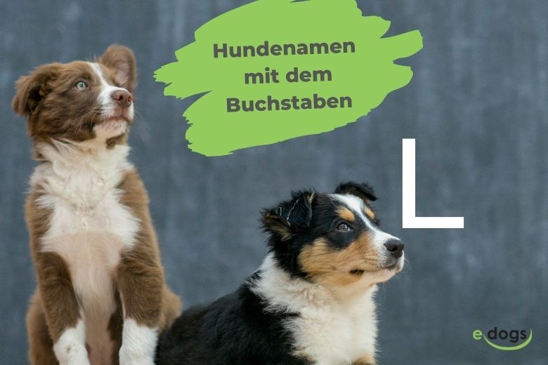 Hundenamen Mannlich Mit L