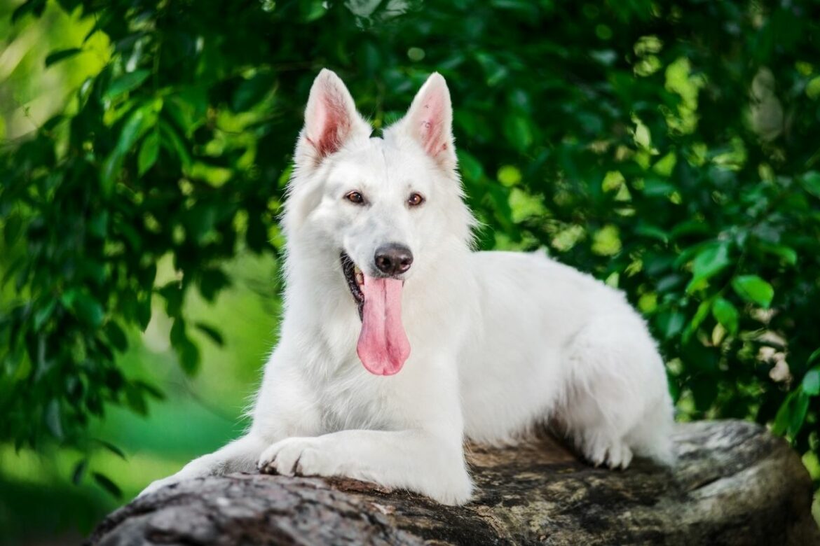 Große Hunderassen: Große Hunde von A bis Z - edogs.de