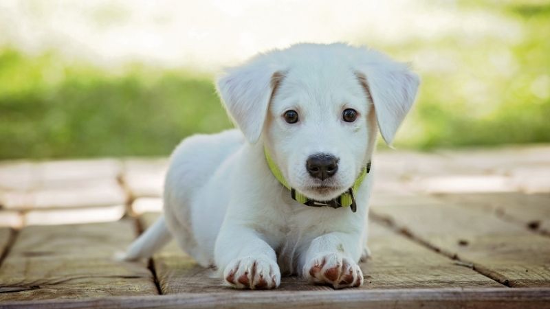 Welpe zieht ein: Die perfekte Vorbereitung | edogs Magazin