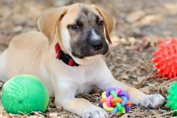 Pfotenverband beim Hund richtig anlegen | edogs Magazin