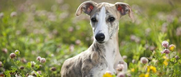 Windhunde Rassen von A bis Z mit Bildern | edogs Magazin