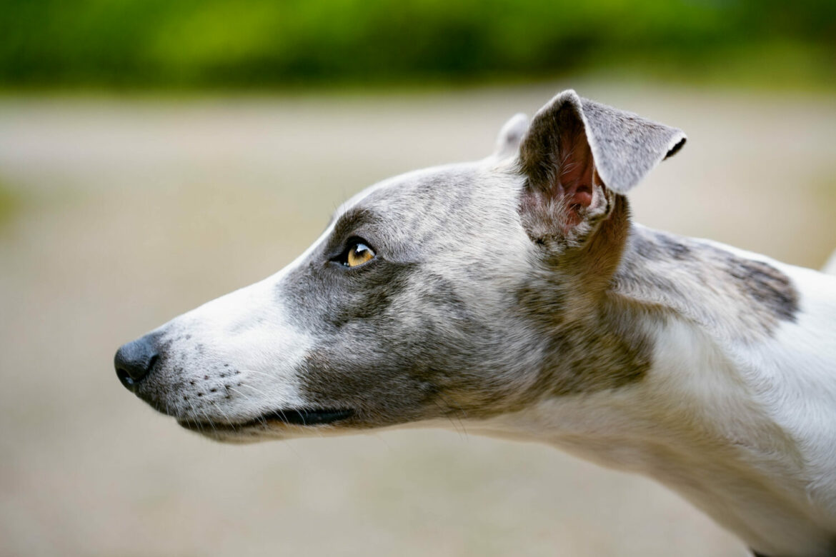 Whippet - Steckbrief, Charakter, Wesen und Haltung