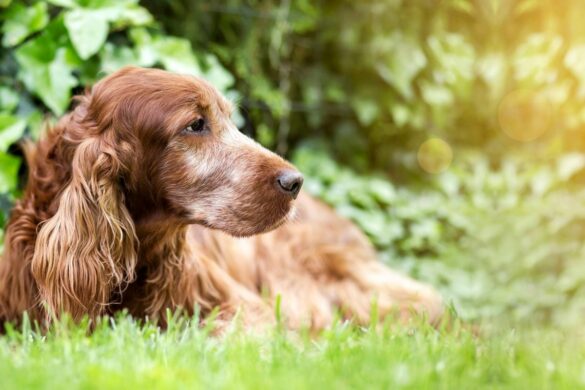 Anatomie beim Hund – von Kopf bis Rute I edogs Magazin