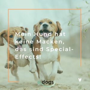 Die 80 schönsten Hundesprüche mit Bildern | edogs.de Magazin