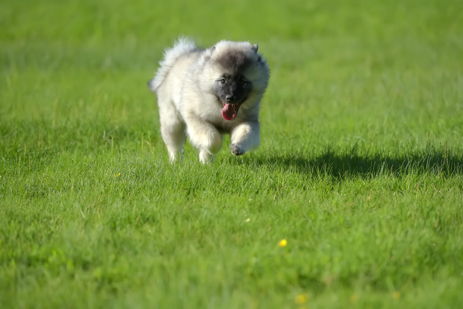 Wolfsspitz - Steckbrief, Charakter, Wesen und Haltung