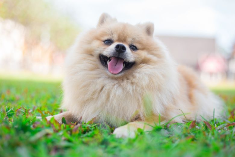 Zwergspitz: Kosten im Überblick | edogs Magazin