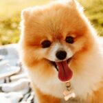 Flatdoodle - Steckbrief, Charakter, Wesen und Haltung